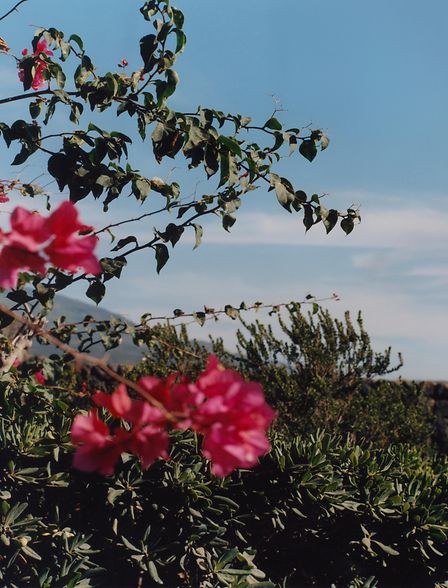 Feel-Good Fragrances: Mood-Boosting Essential Oils